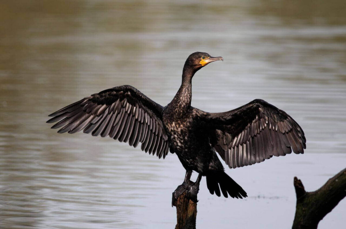 Kormoran - wygląd ptaka, głos i ciekawostki