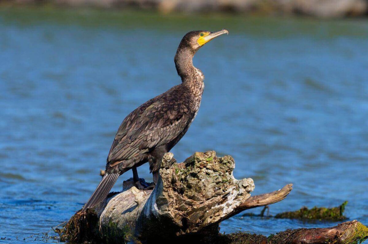Kormoran - wygląd ptaka, głos i ciekawostki