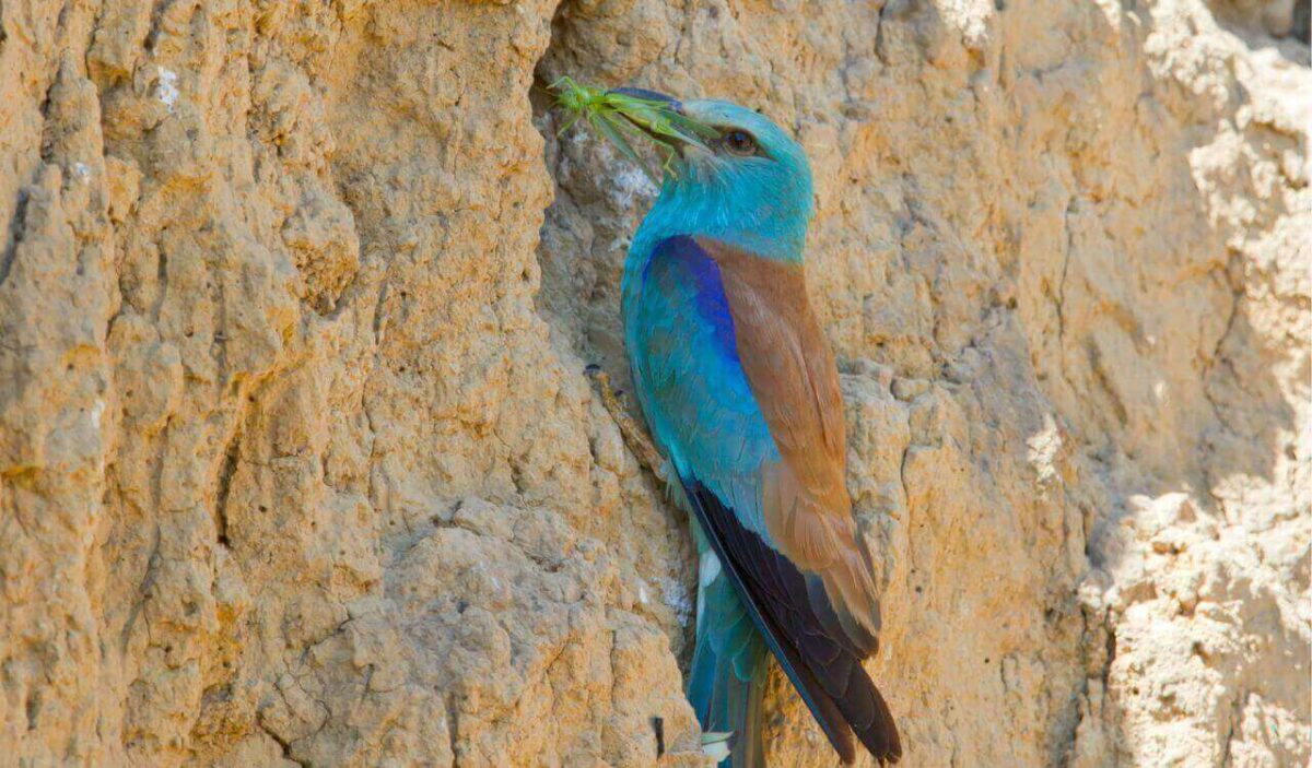 Kraska - Stowarzyszenie Jestem na pTAK!