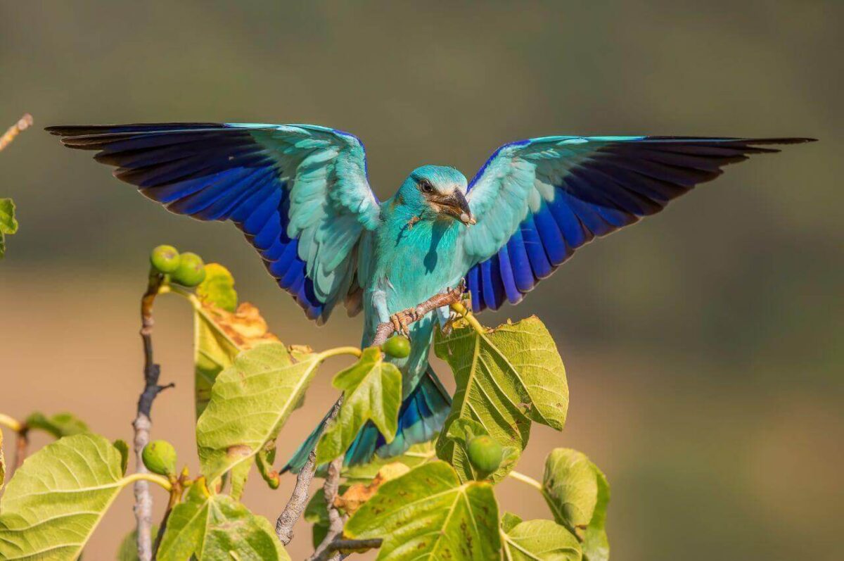 Kraska - Stowarzyszenie Jestem na pTAK!