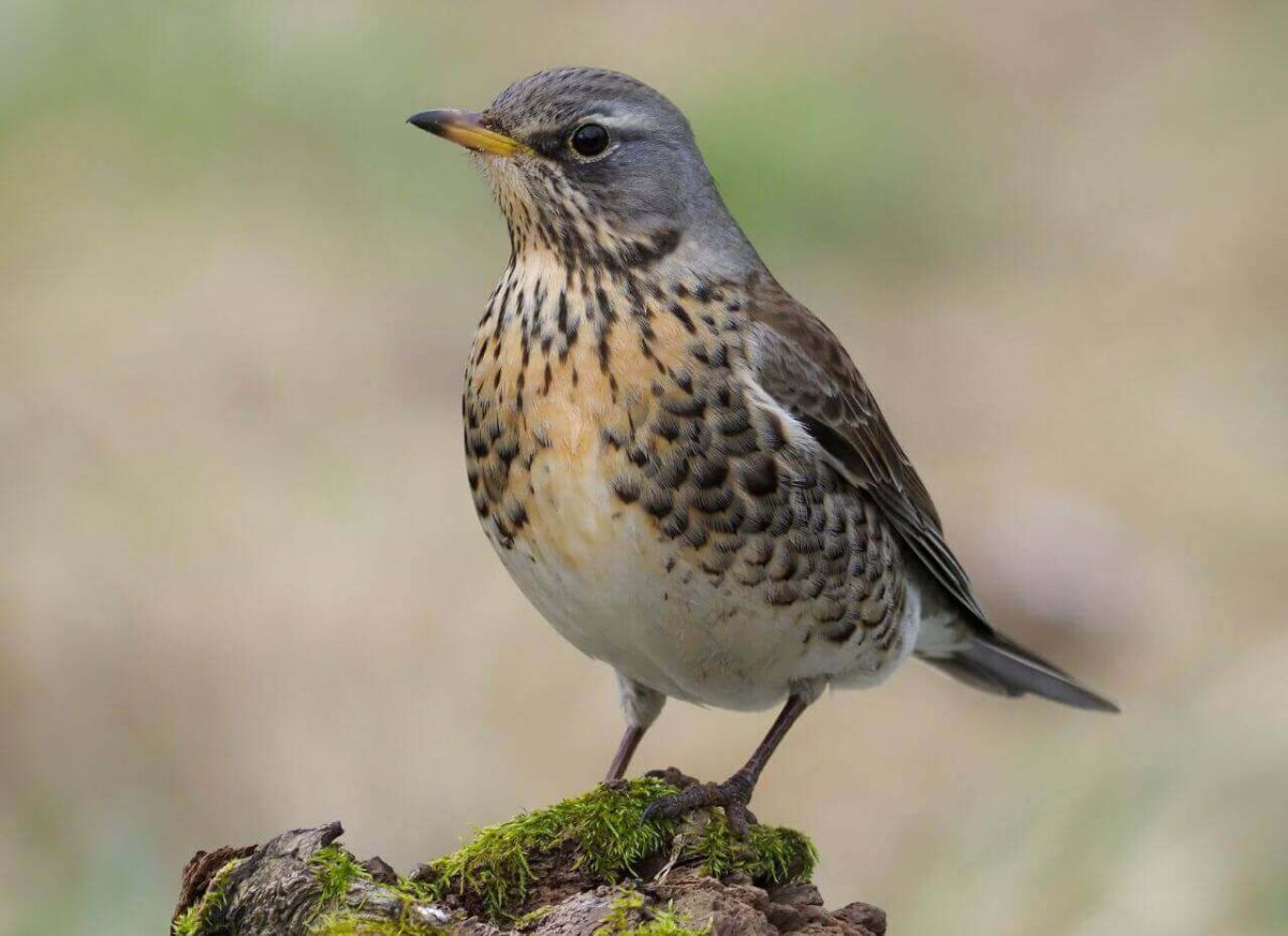 Kwiczoł - Stowarzyszenie Jestem na pTAK!