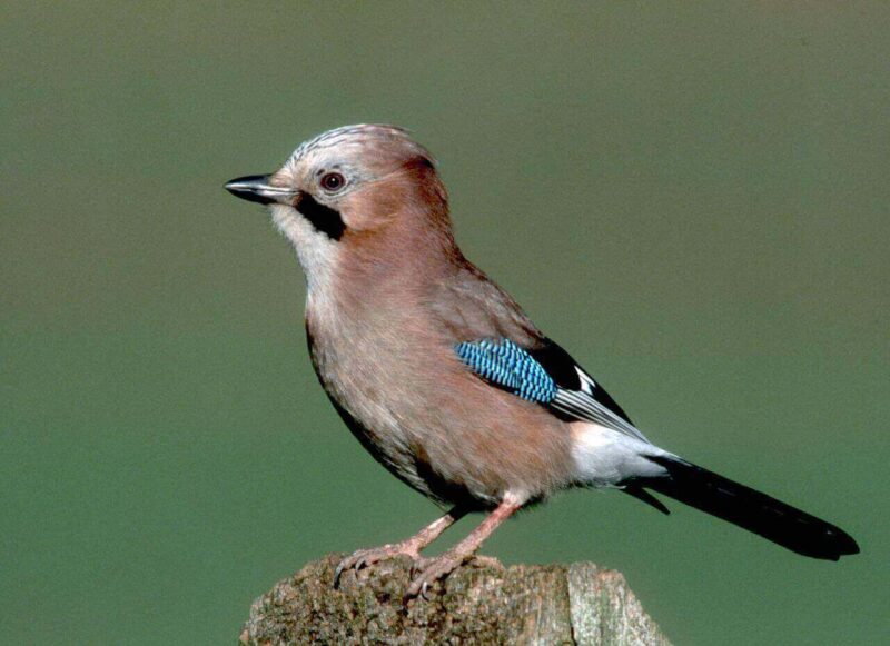 Kraska - Stowarzyszenie Jestem na pTAK!