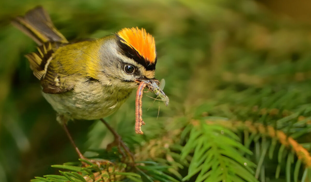 Zniczek - Stowarzyszenie Jestem na pTAK!