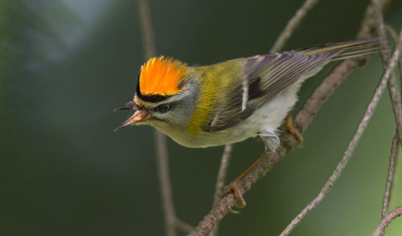 Zniczek - Stowarzyszenie Jestem na pTAK!