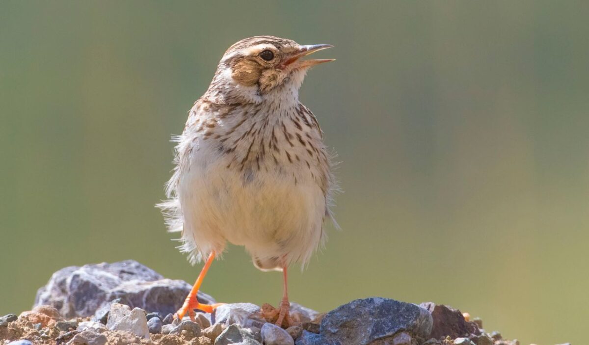 Lerka - Stowarzyszenie Jestem na pTAK!