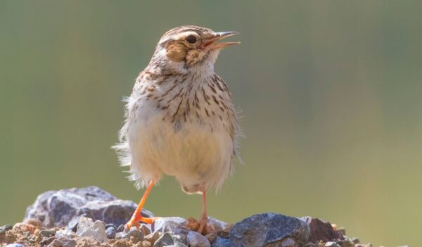 Lerka - Stowarzyszenie Jestem na pTAK!