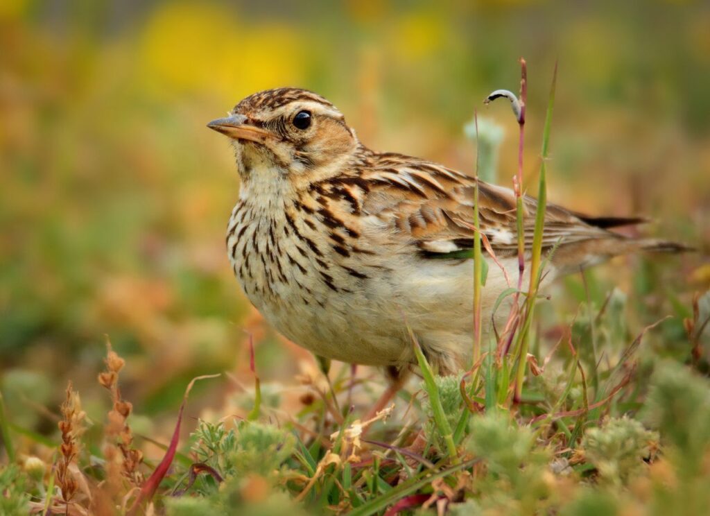 Lerka - Stowarzyszenie Jestem na pTAK!