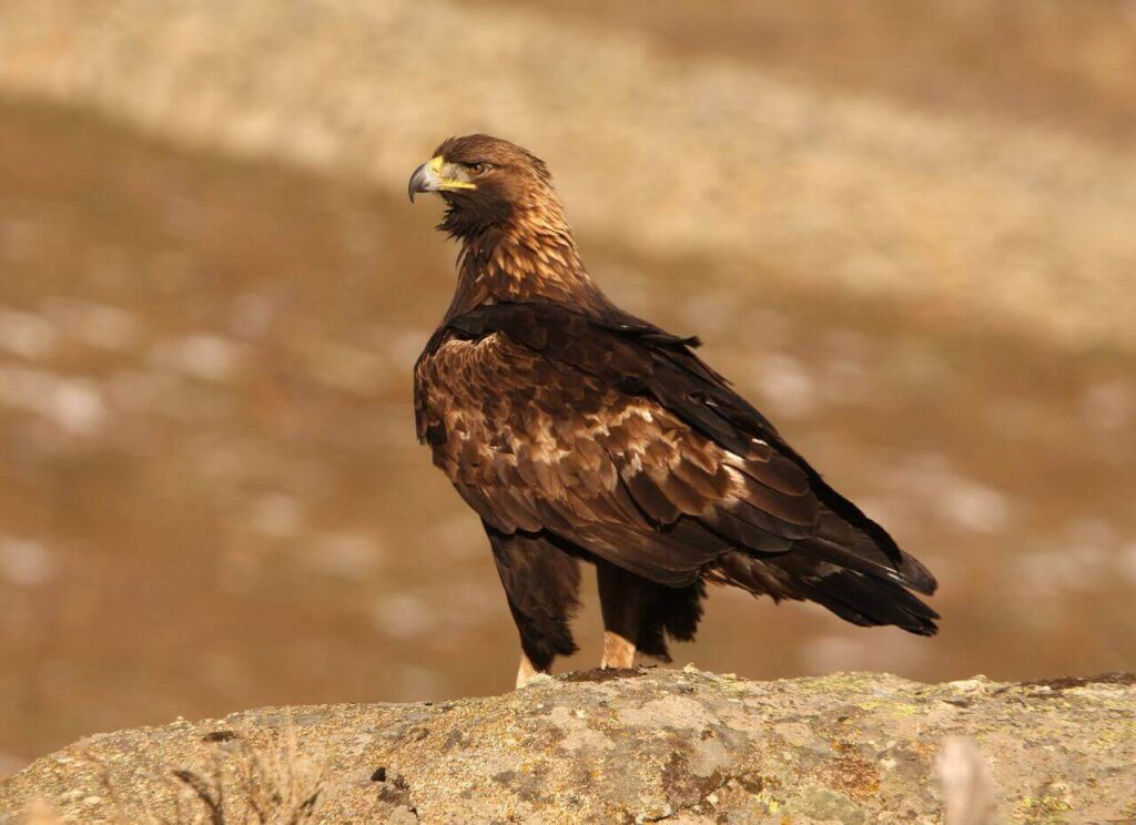 Orzeł Przedni - Stowarzyszenie Jestem na pTAK!