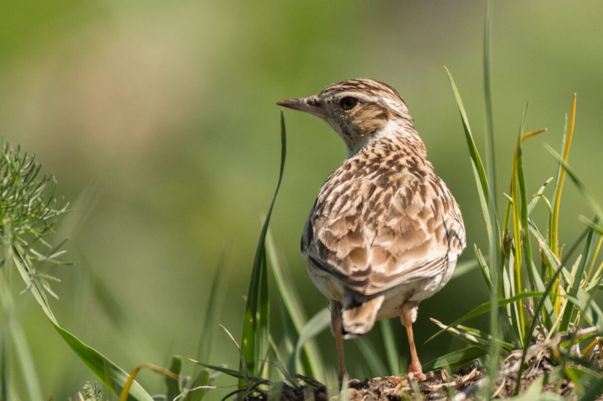 Lerka - Stowarzyszenie Jestem na pTAK!