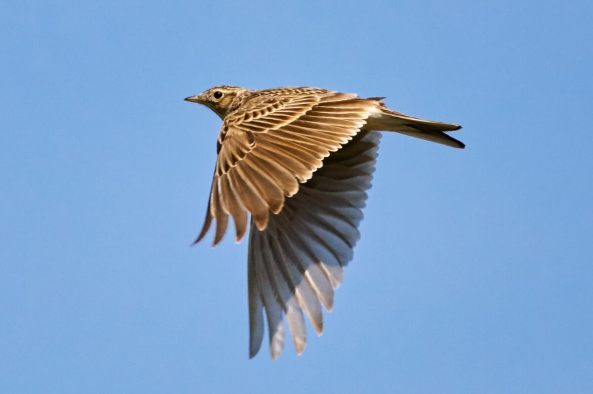 Lerka - Stowarzyszenie Jestem na pTAK!