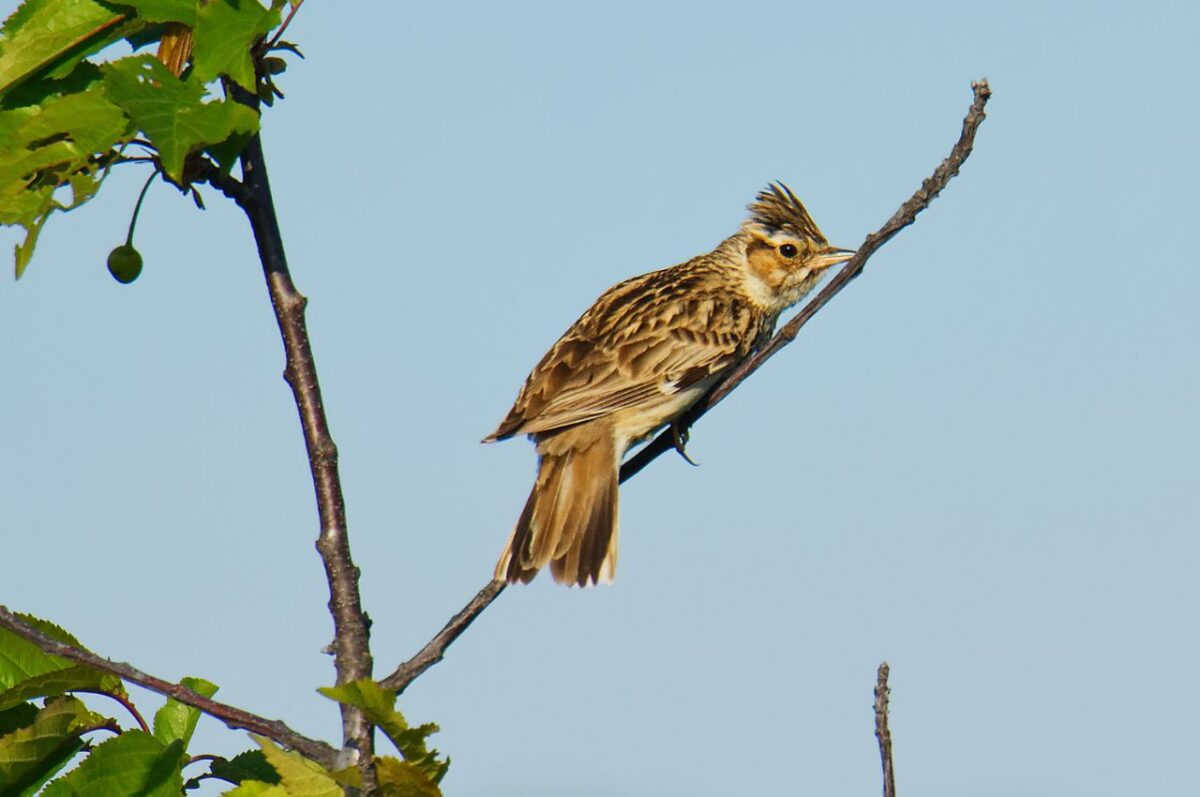 Lerka - Stowarzyszenie Jestem na pTAK!