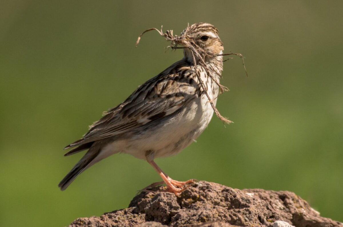 Lerka - Stowarzyszenie Jestem na pTAK!