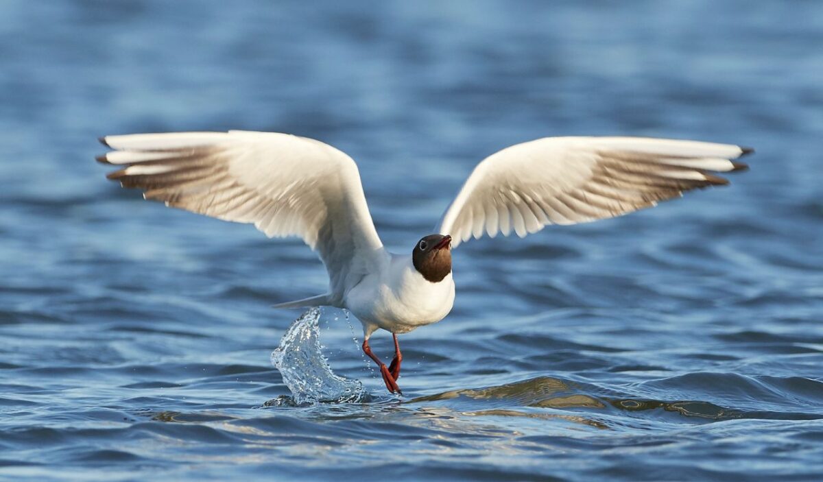 Mewa Śmieszka - wygląd ptaka, głos i ciekawostki