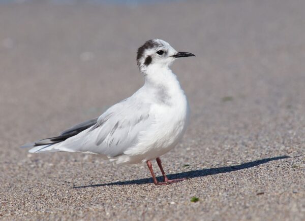 Mewa Śmieszka - wygląd ptaka, głos i ciekawostki