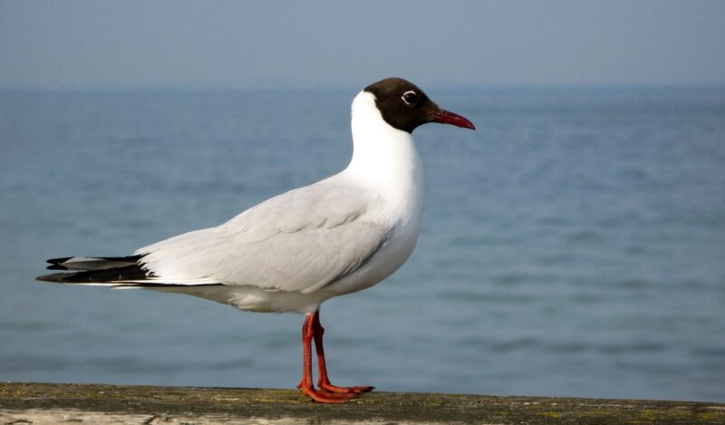 Mewa Śmieszka - wygląd ptaka, głos i ciekawostki