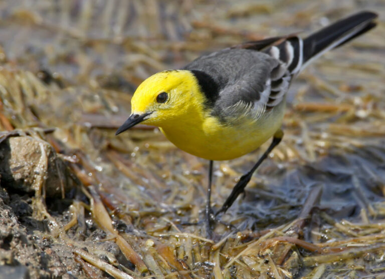 Pliszka Cytrynowa - Stowarzyszenie Jestem na pTAK!