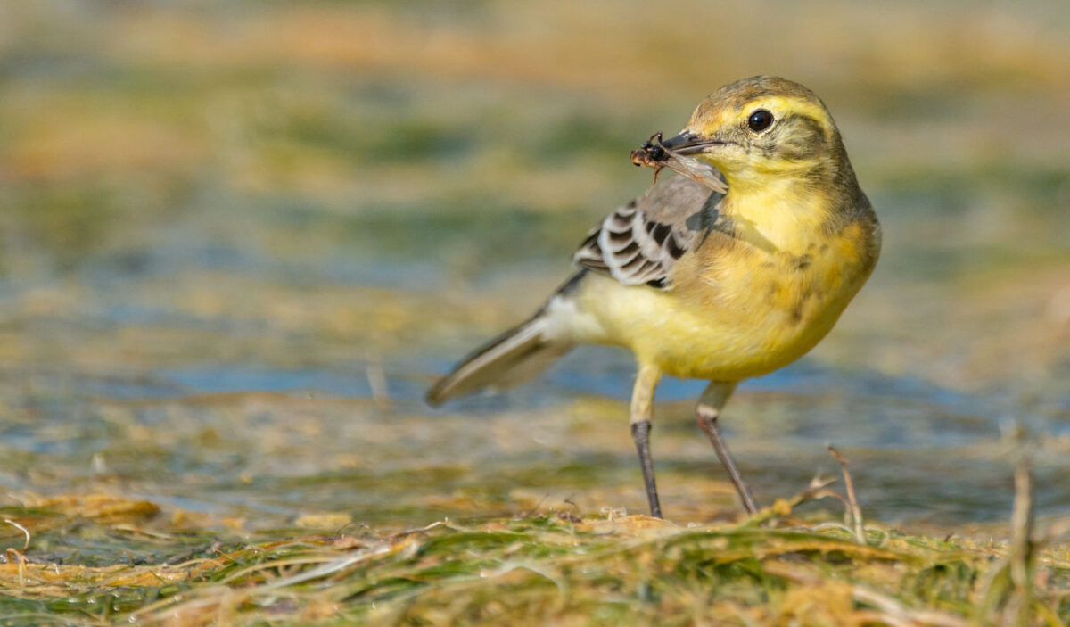 Pliszka Cytrynowa - Stowarzyszenie Jestem na pTAK!