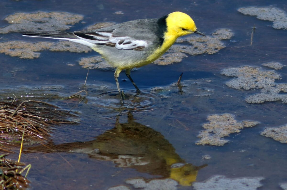 Pliszka Cytrynowa - Stowarzyszenie Jestem na pTAK!