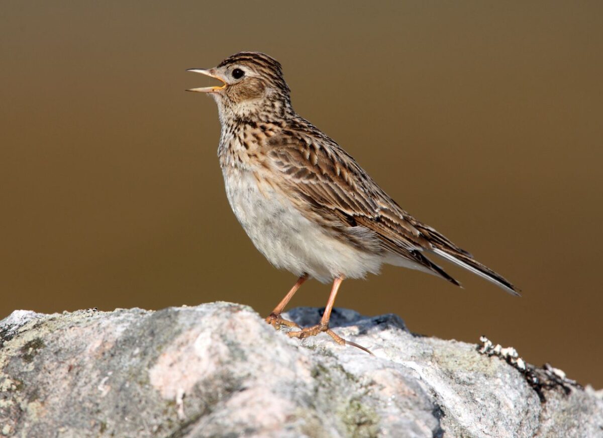 Lerka - Stowarzyszenie Jestem na pTAK!