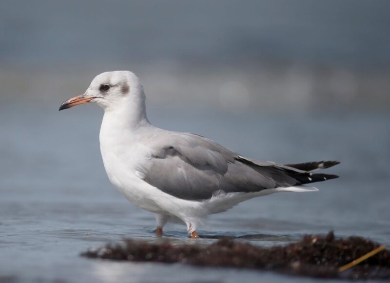 Mewa Śmieszka - wygląd ptaka, głos i ciekawostki
