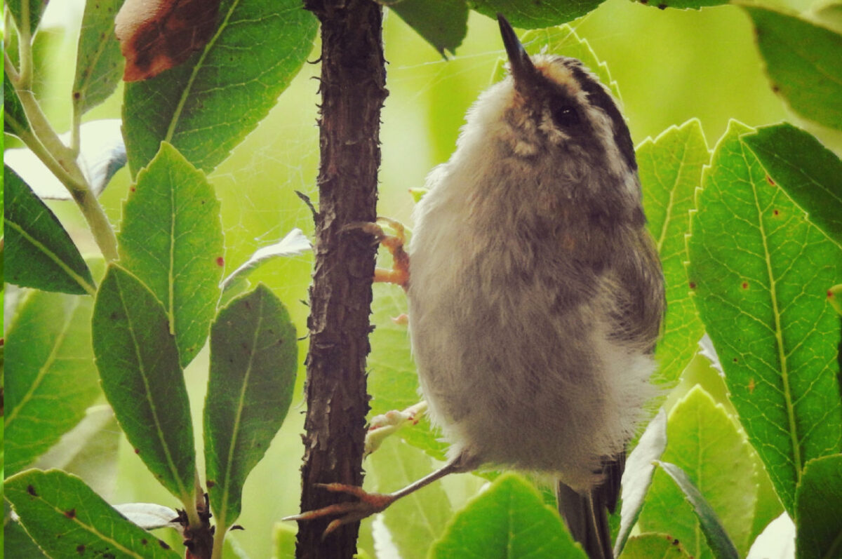 Zniczek - Stowarzyszenie Jestem na pTAK!