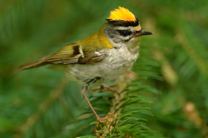 Zniczek - Stowarzyszenie Jestem na pTAK!