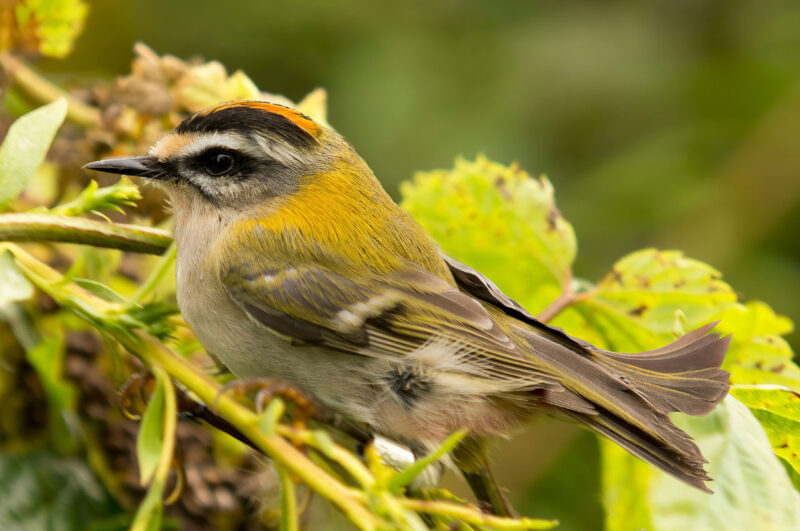 Zniczek - Stowarzyszenie Jestem na pTAK!