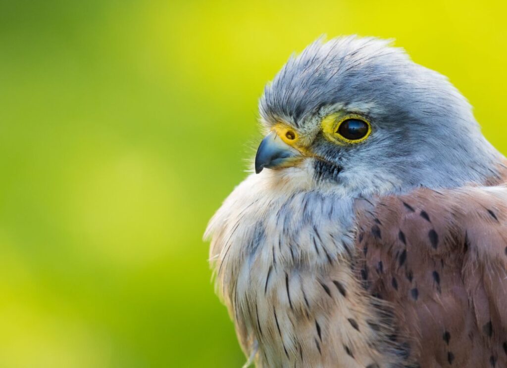 Pustułka - wygląd ptaka, głos i ciekawostki