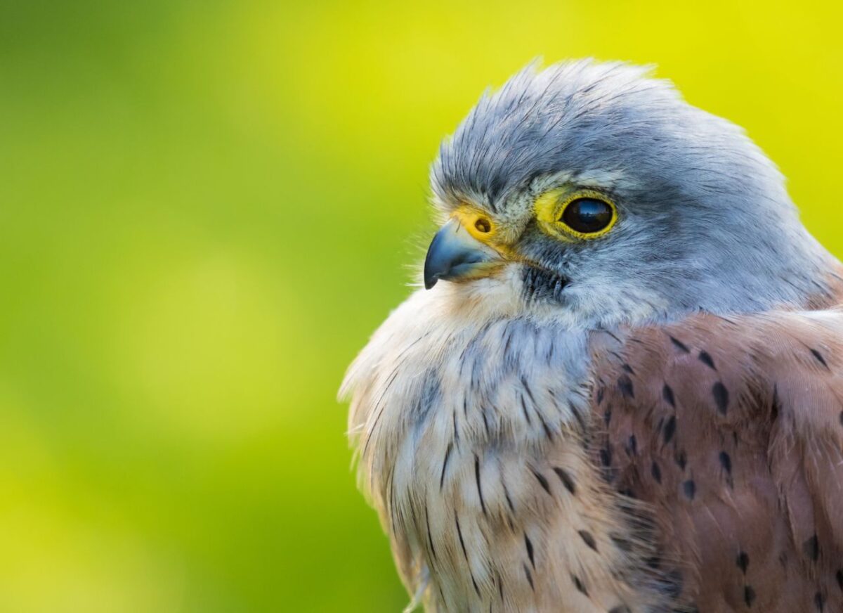 Pustułka - wygląd ptaka, głos i ciekawostki