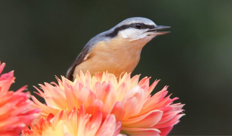 Kowalik - wygląd ptaka, głos i ciekaowstki