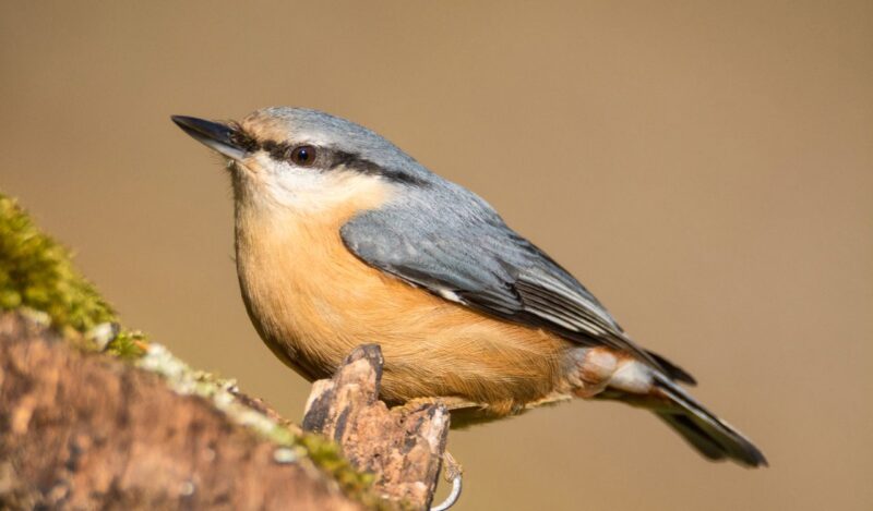 Kowalik - wygląd ptaka, głos i ciekaowstki
