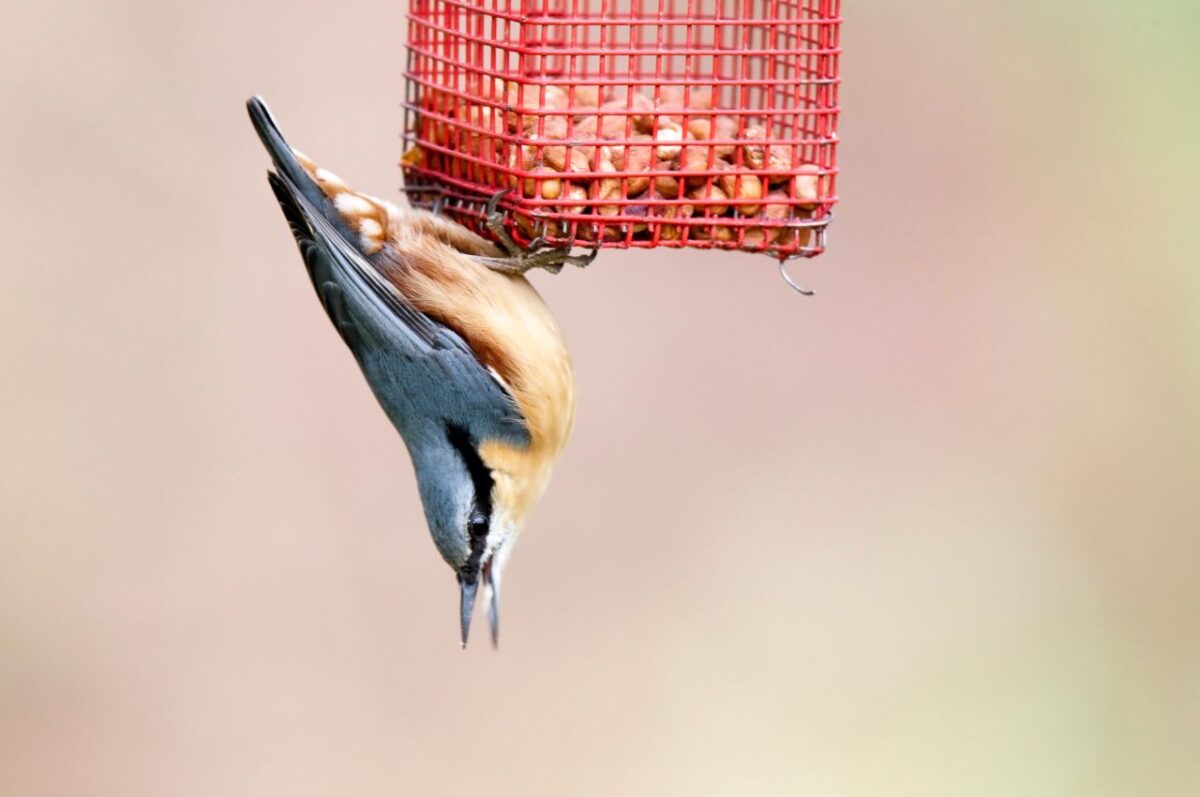 Kowalik - wygląd ptaka, głos i ciekaowstki