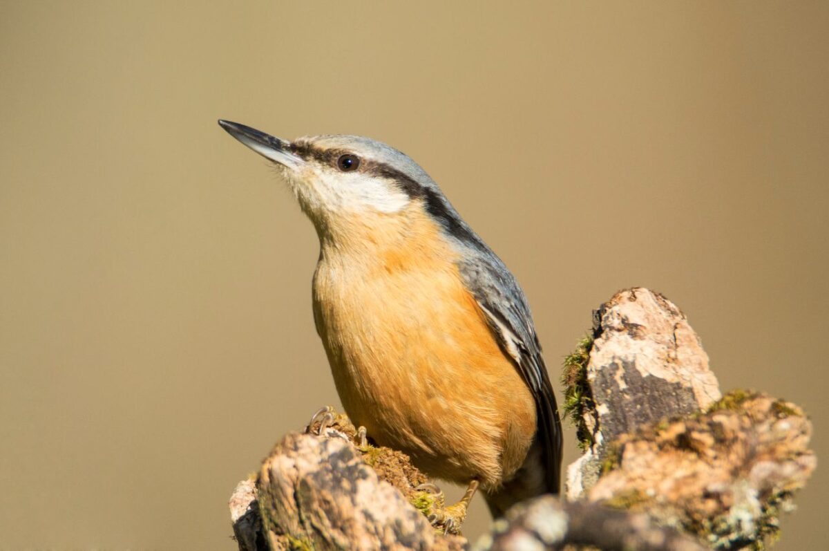 Kowalik - wygląd ptaka, głos i ciekaowstki