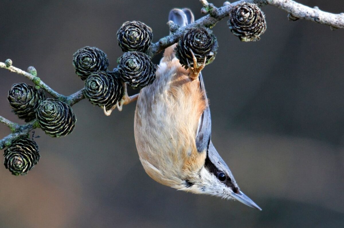 Kowalik - wygląd ptaka, głos i ciekaowstki