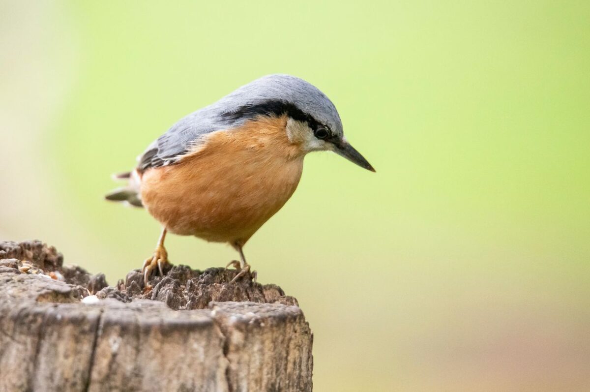 Kowalik - wygląd ptaka, głos i ciekaowstki