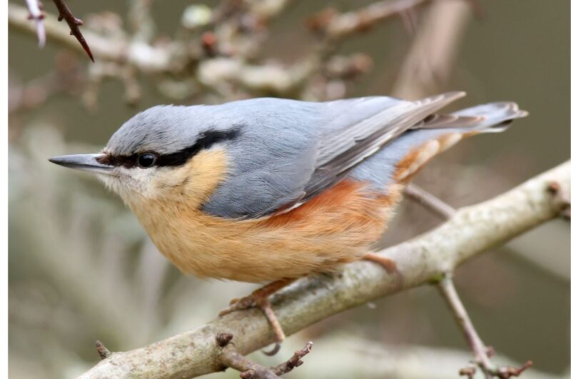 Kowalik - wygląd ptaka, głos i ciekaowstki