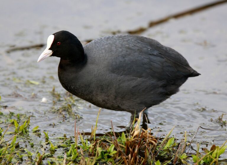 Łyska - wygląd ptaka, głos i ciekaowstki