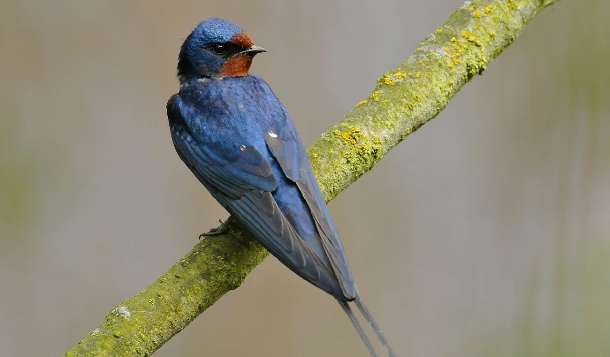 Dymówka (Jaskółka) - wygląd ptaka, głos i ciekawostki