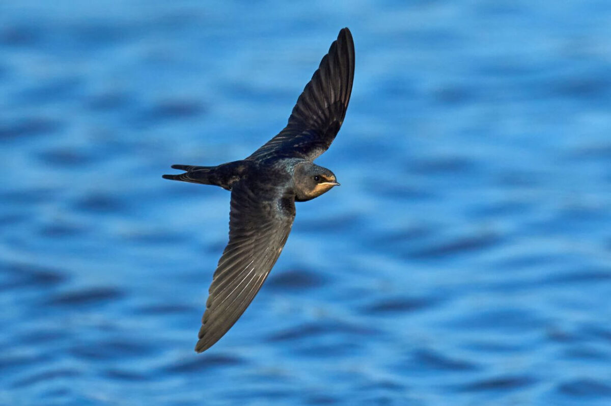 Dymówka (Jaskółka) - wygląd ptaka, głos i ciekawostki