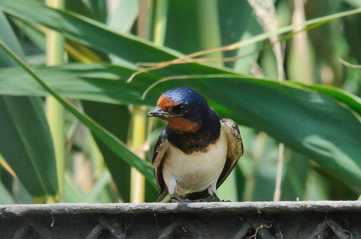 Dymówka (Jaskółka) - wygląd ptaka, głos i ciekawostki