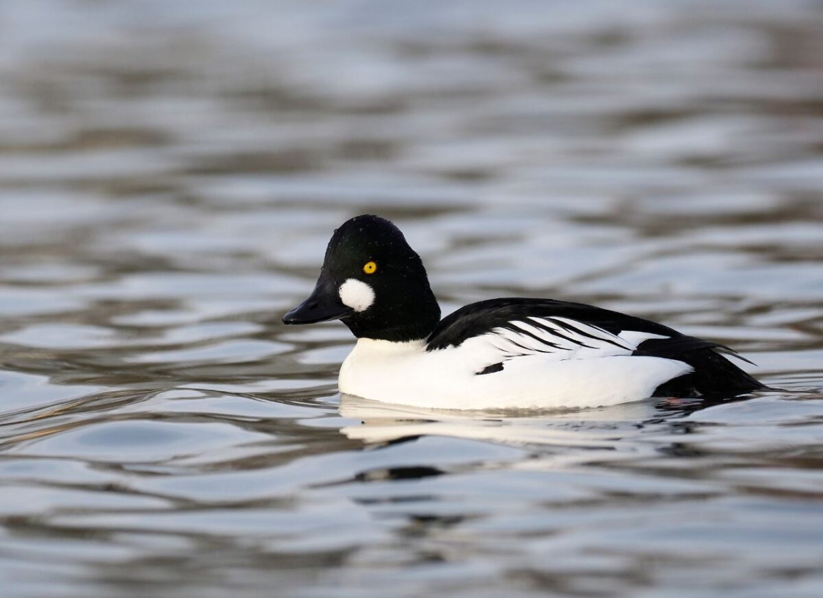 Gągoł (Gągoł Krzykliwy) - wygląd ptaka, głos i ciekawostki
