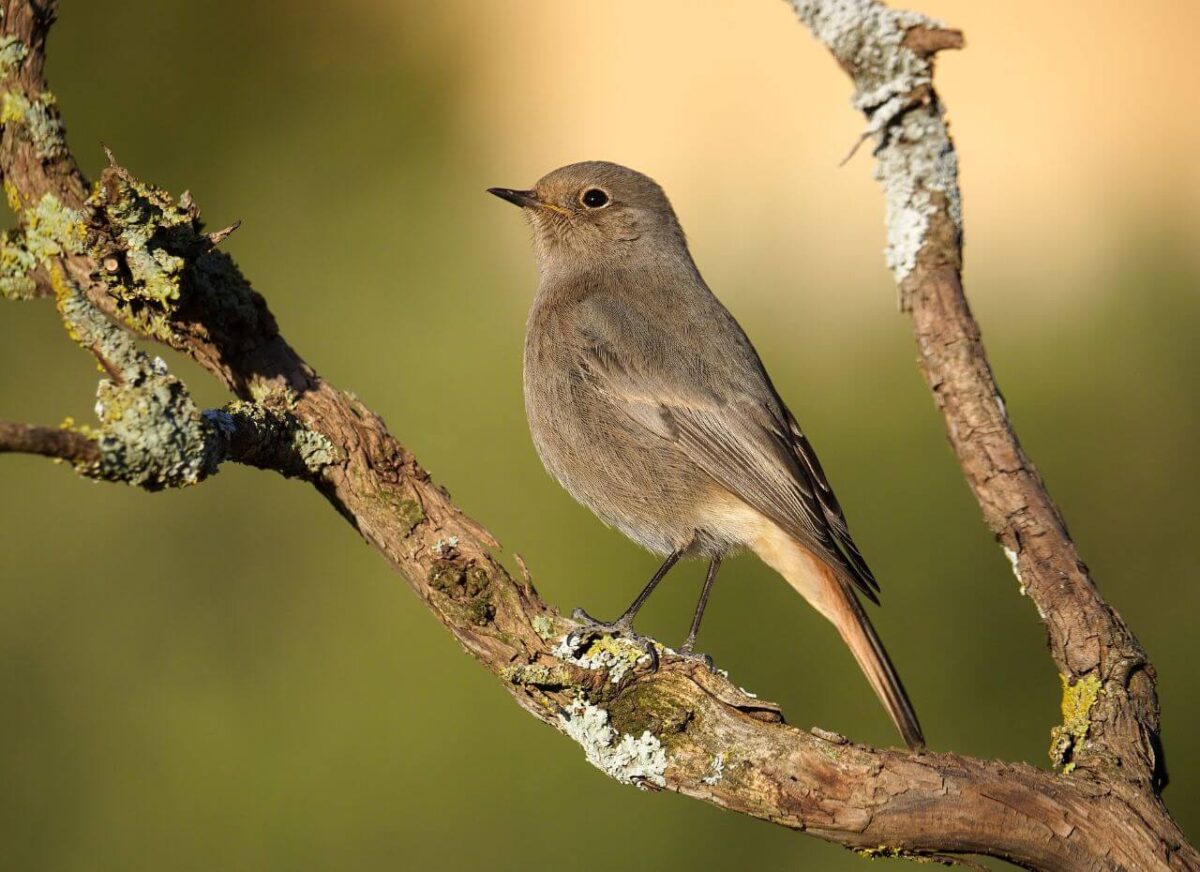 Kopciuszek - wygląd ptaka, głos i ciekawostki