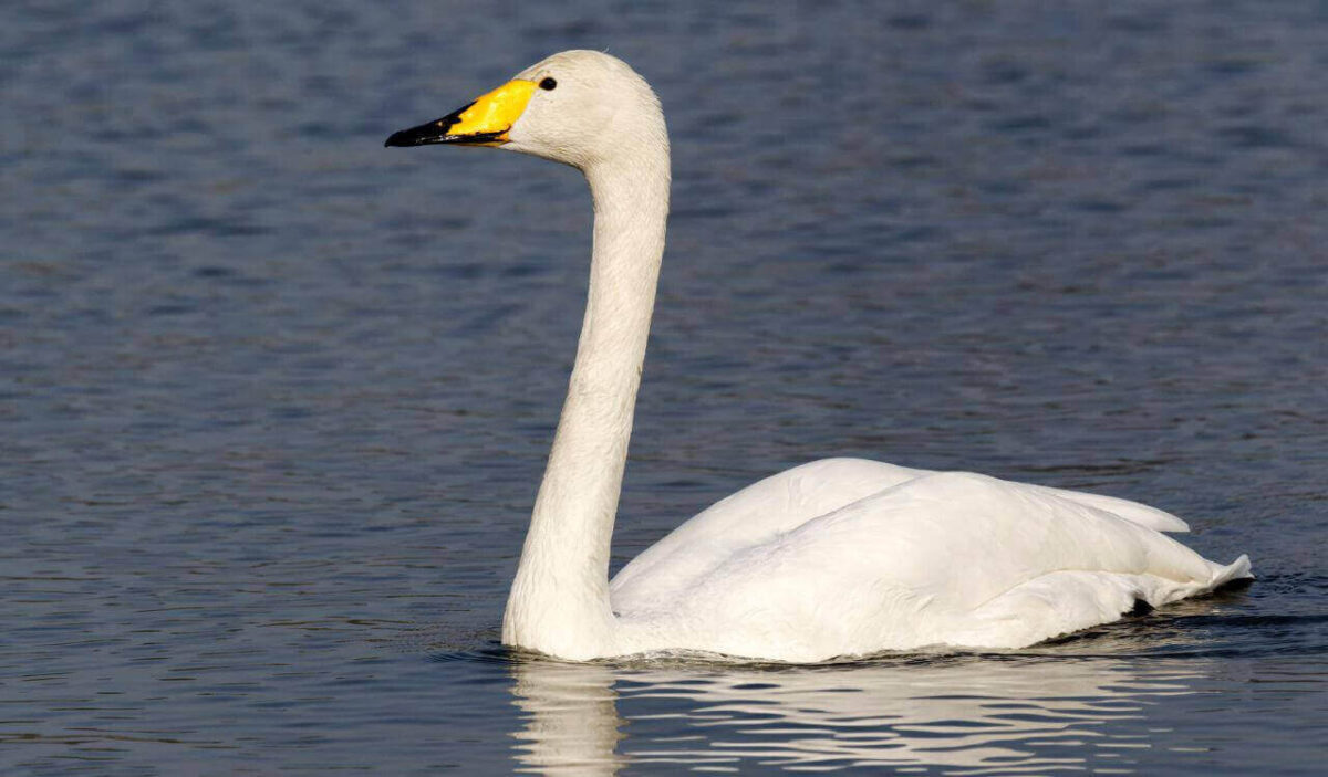 Łabędź Krzykliwy - wygląd ptaka, głos i ciekawostki