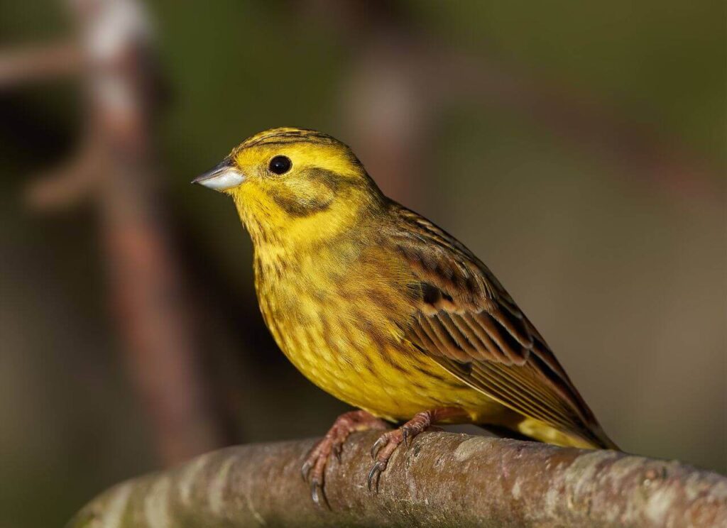 Ciekawostki o ptakach, wiedza i edukacja. Jak ratować ptaki?
