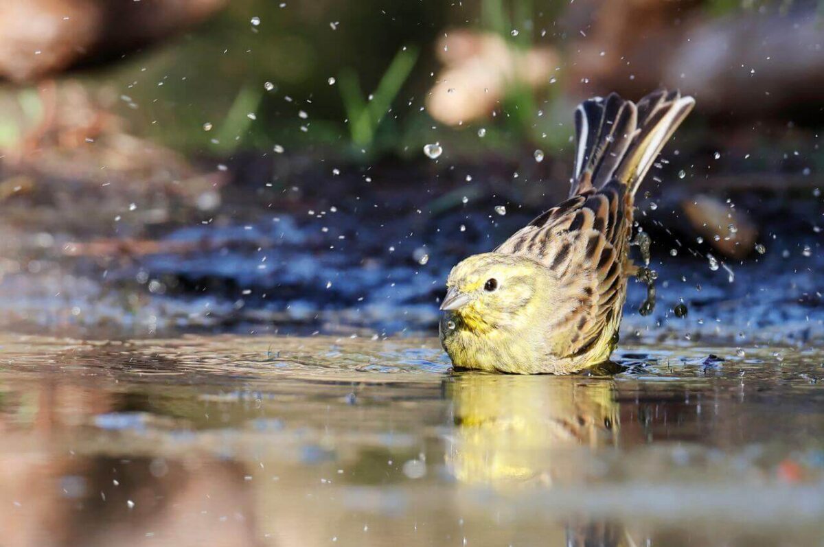 Trznadel - wygląd ptaka, głos i ciekawostki