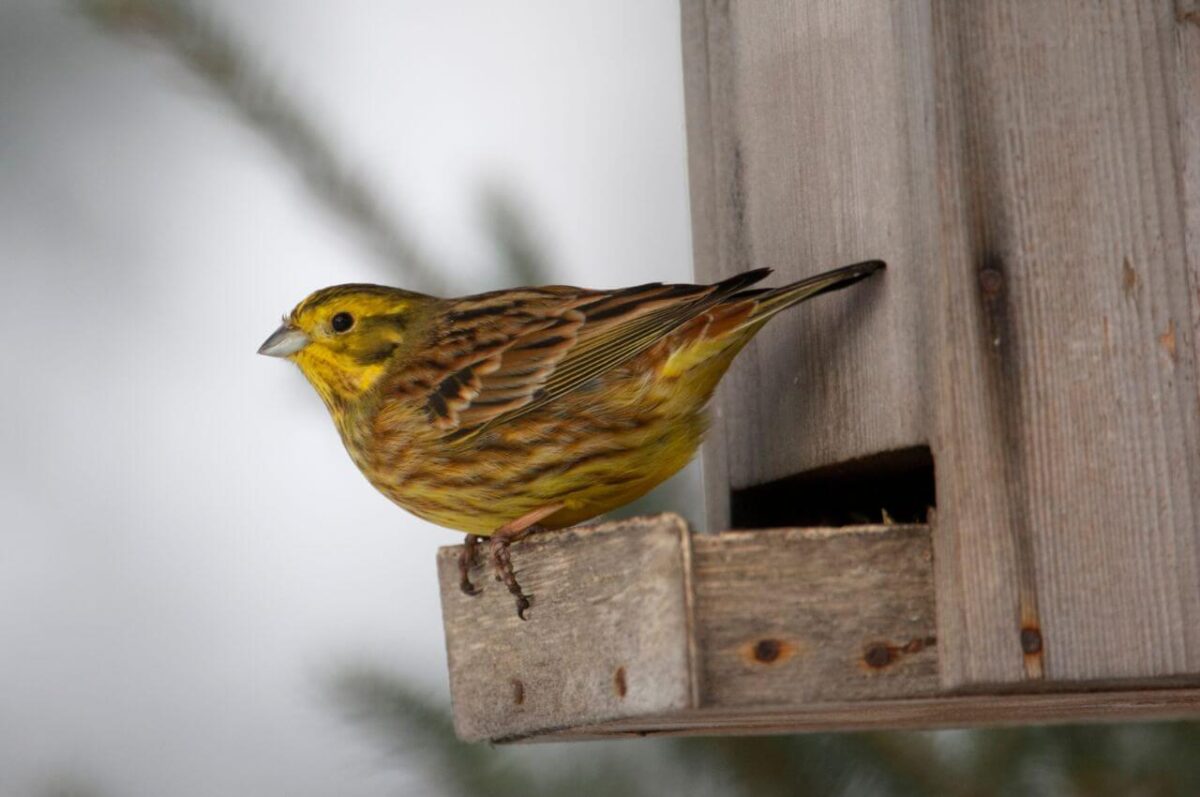 Trznadel - wygląd ptaka, głos i ciekawostki