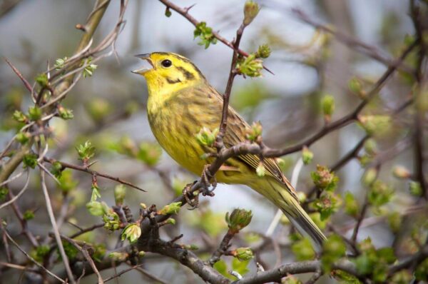 Trznadel - wygląd ptaka, głos i ciekawostki