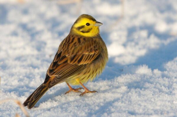 Trznadel - wygląd ptaka, głos i ciekawostki