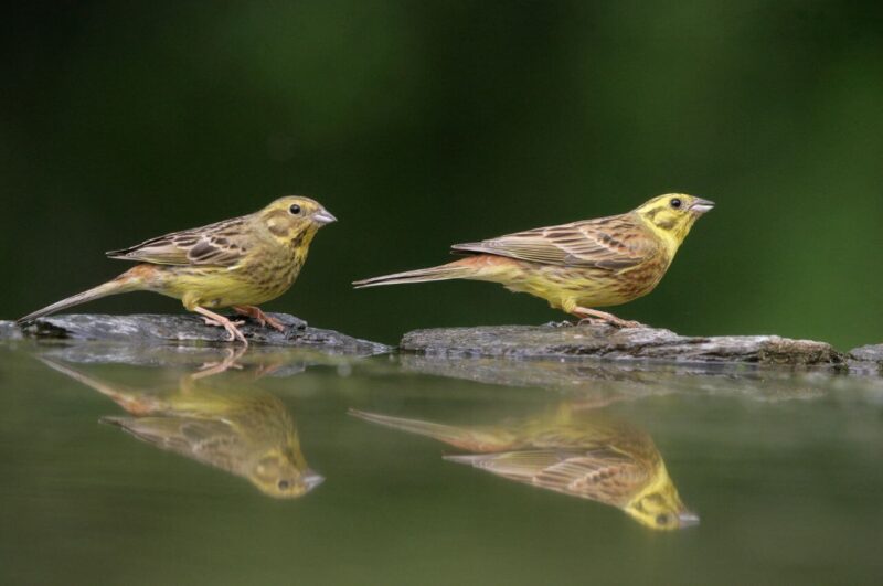 Trznadel - wygląd ptaka, głos i ciekawostki