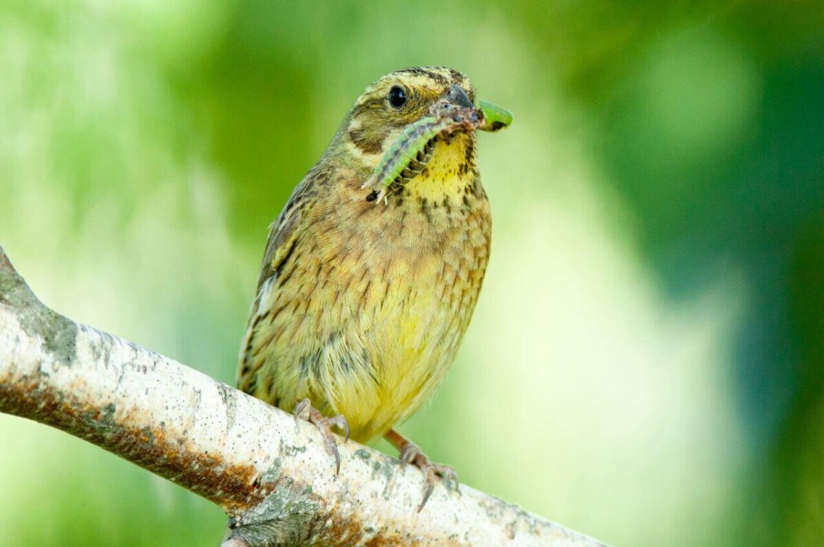 Trznadel - wygląd ptaka, głos i ciekawostki